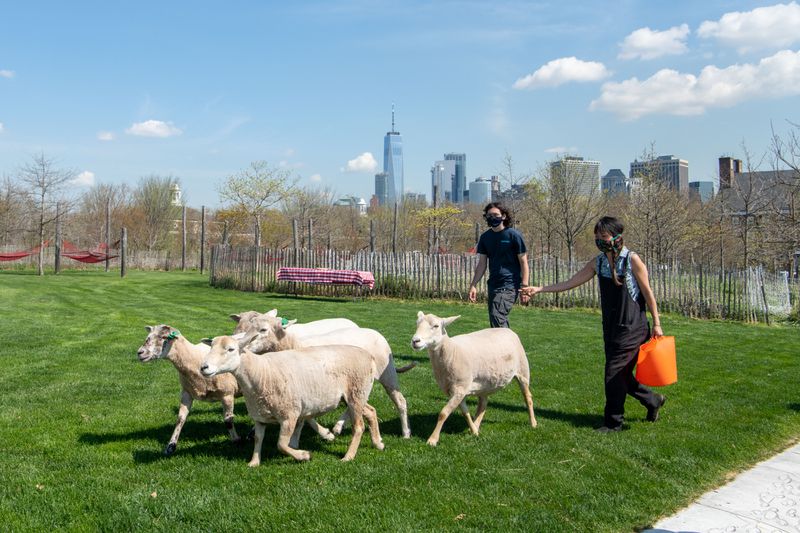 Sheep Labor! – Notablog