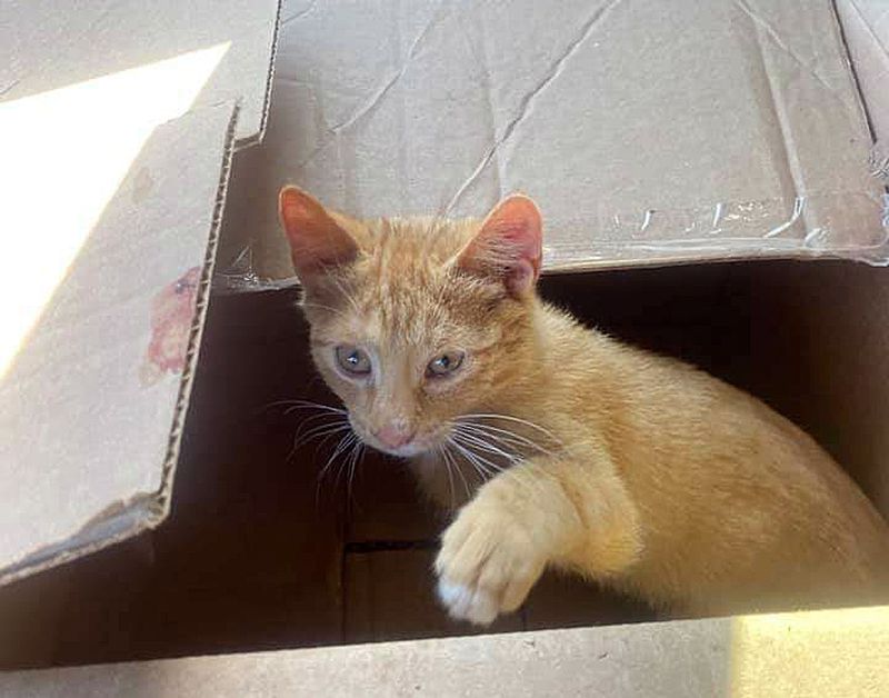 “Lucky to Be Alive, & We Ain’t Kitten!” – Notablog